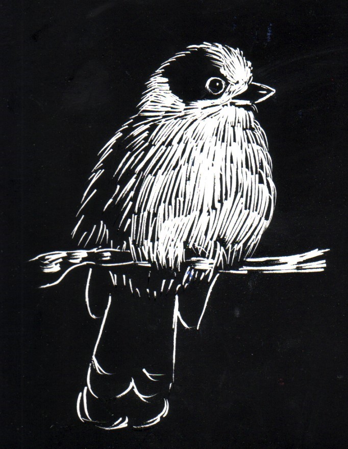 Introduction To Scratchboard Samantha Bell Introduction To Scratchboard Samantha Bell