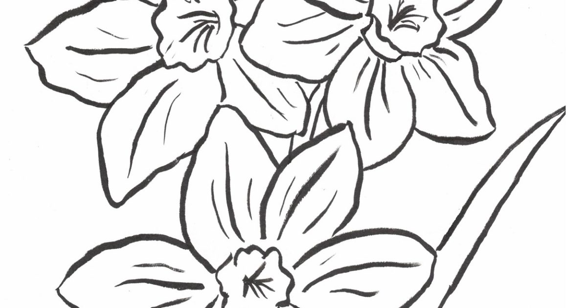 Daffodil Coloring Page - Art Starts